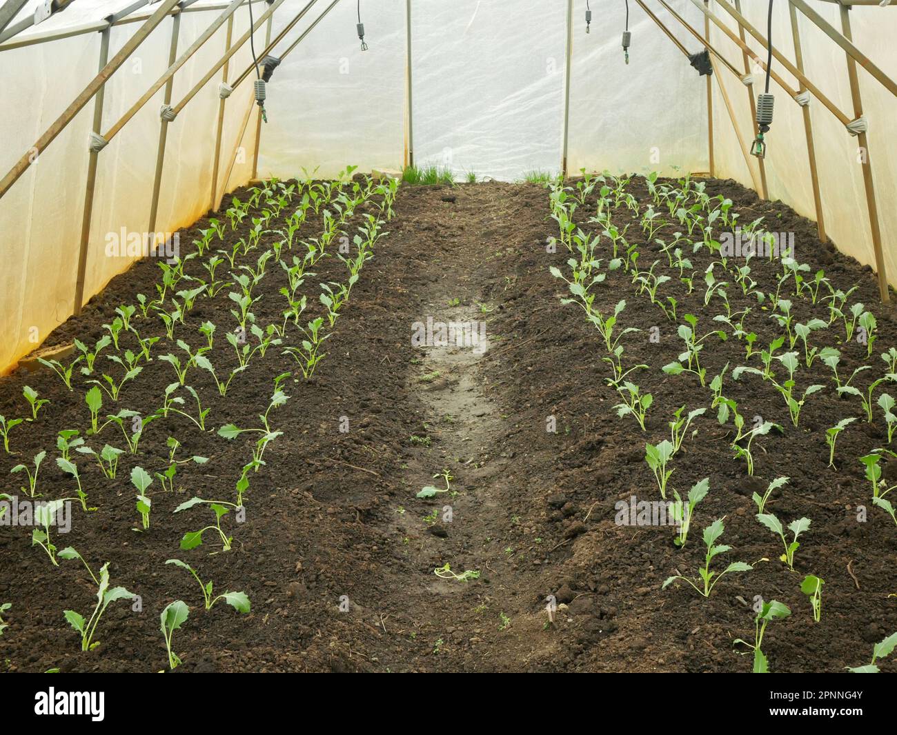 Kohlrabi seedlings young planting tuber bio detail greenhouse foil ...