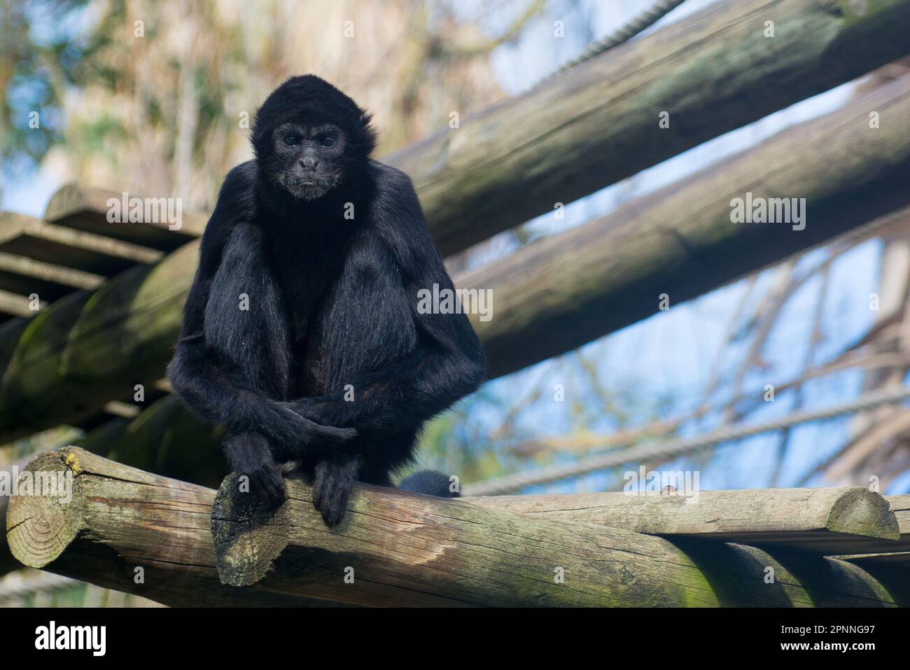 serious monkey in lisbon zoo resting and staring at the viewer with a ...