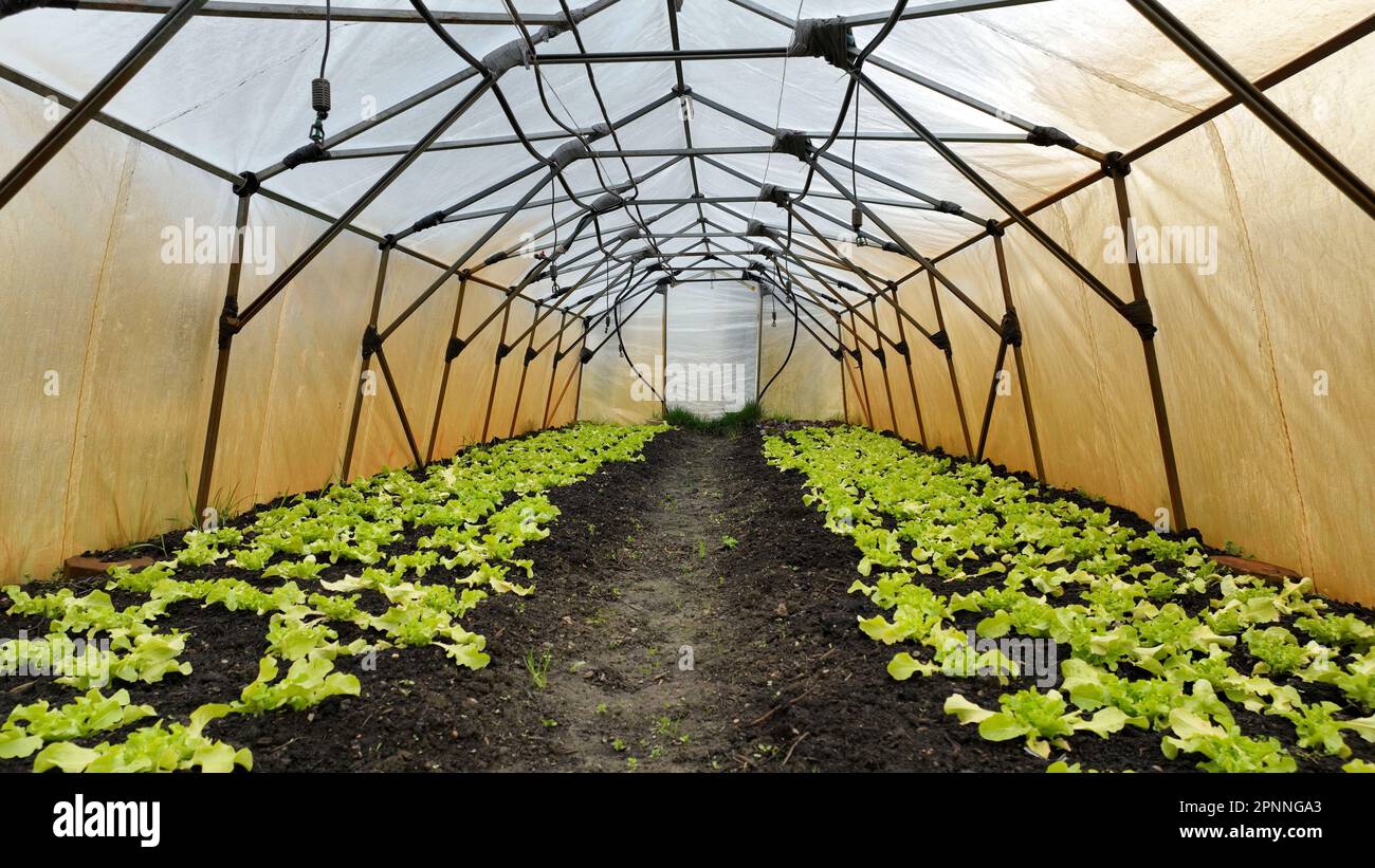 Seedlings lettuce oakleaf bio green Lactuca sativa vegetables young ...