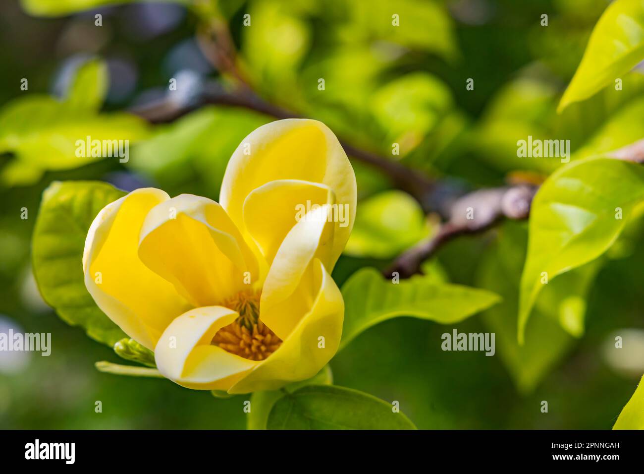 Yellow flowering magnolia (Magnolia x brooklynensis) Yellow Bird ...