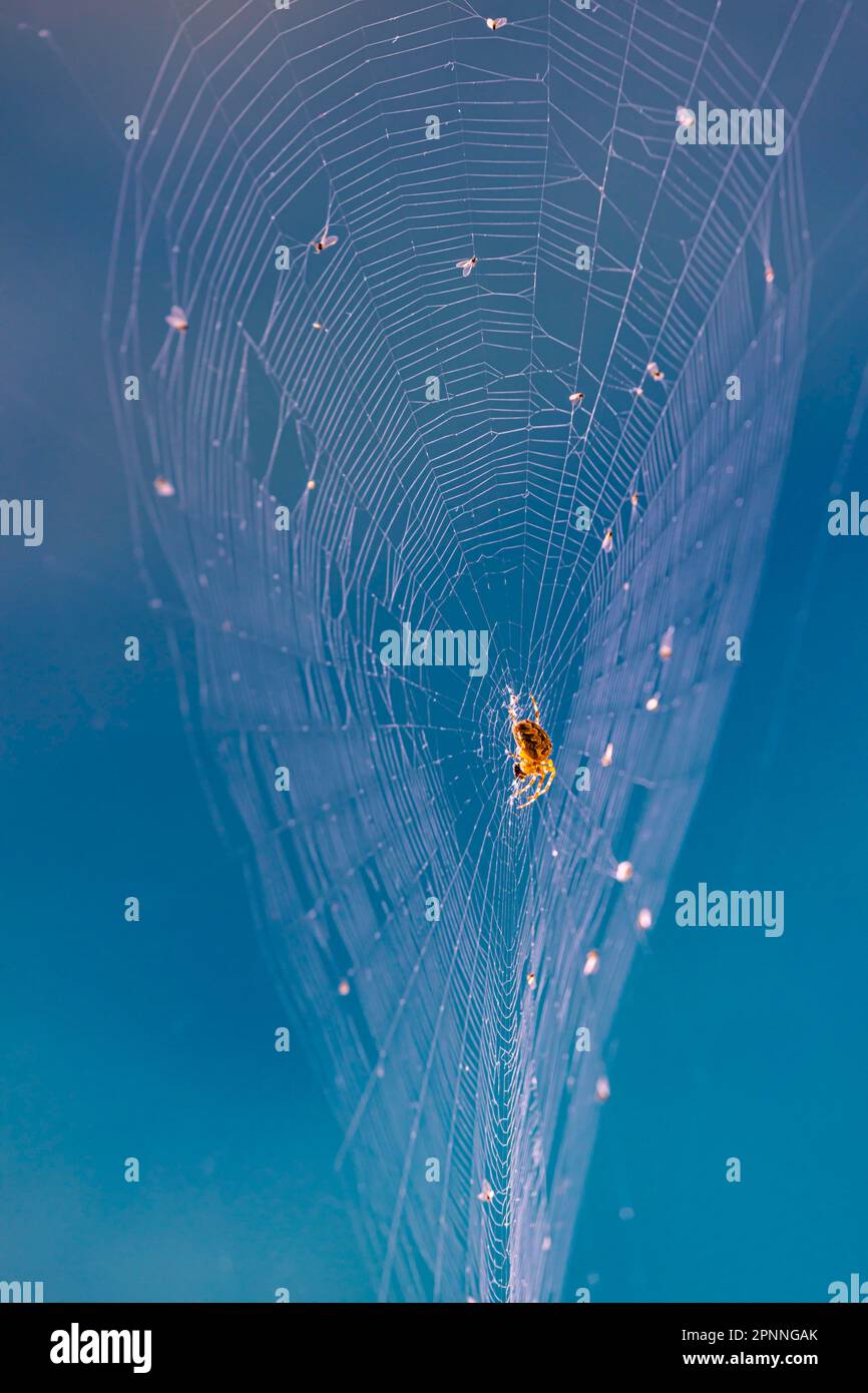 Spider water surface hi-res stock photography and images - Alamy