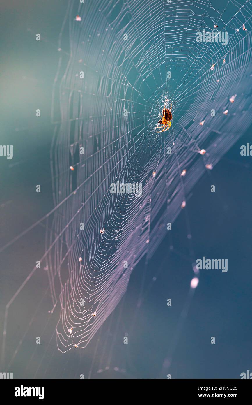 Web Spider (Araneae) . Spider web over a water surface, Blaubeuren ...