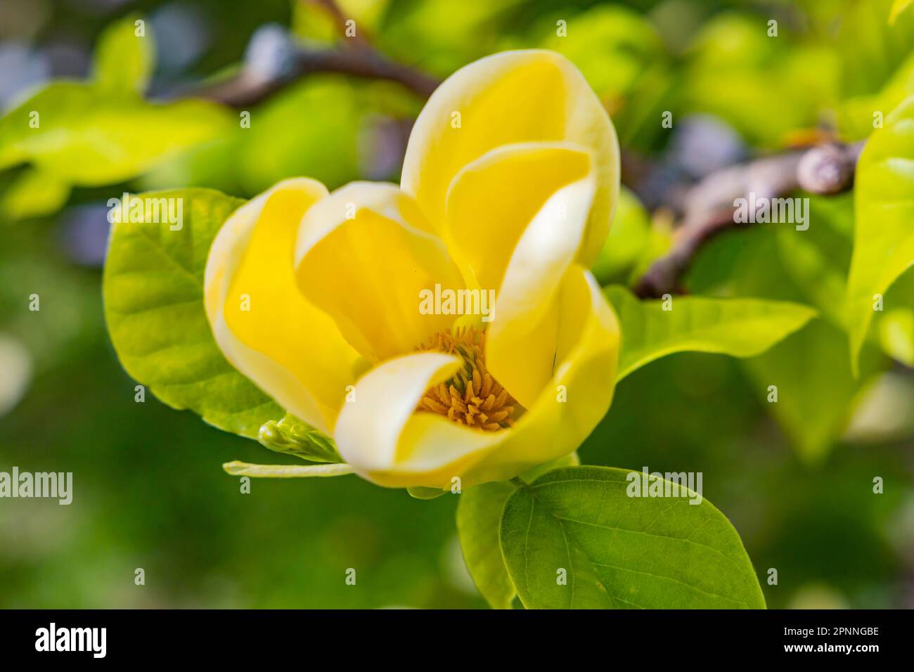 Yellow flowering magnolia (Magnolia x brooklynensis) Yellow Bird ...
