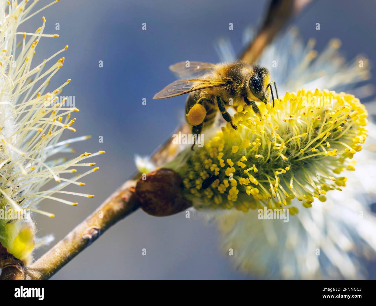 Honey bee (Apis mellifera), sal goat willow (Salix caprea), close-up ...