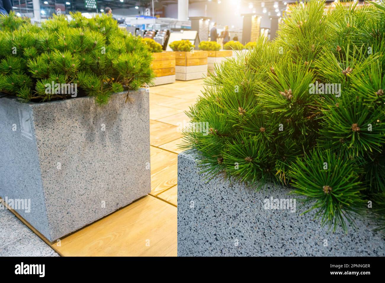 Flower cube of concrete with a decorative pine tree Stock Photo - Alamy