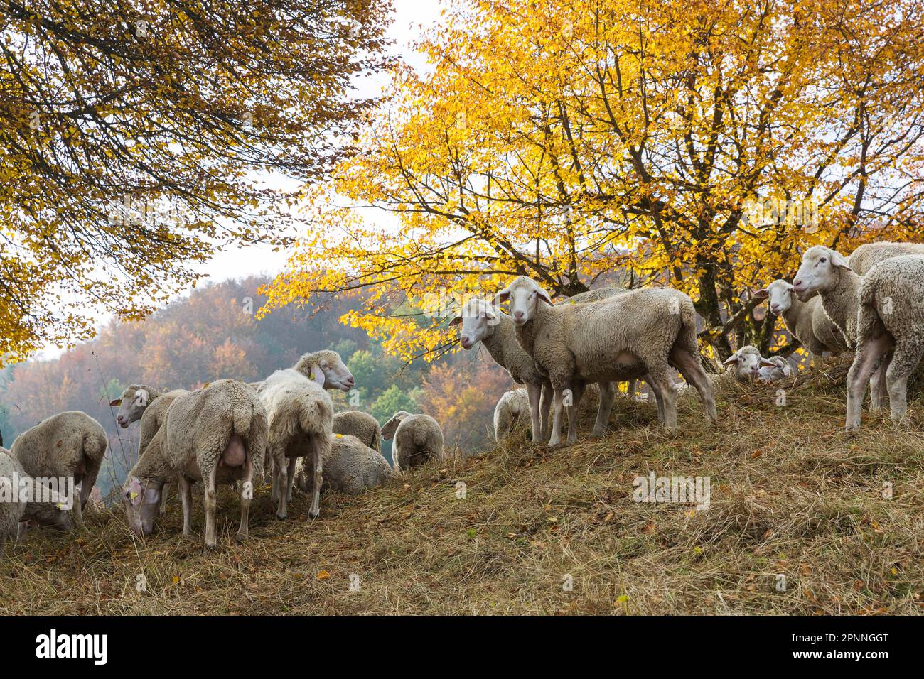 Sheep grazing on rough grassland, landscape in the Swabian Alb, Seeburg ...