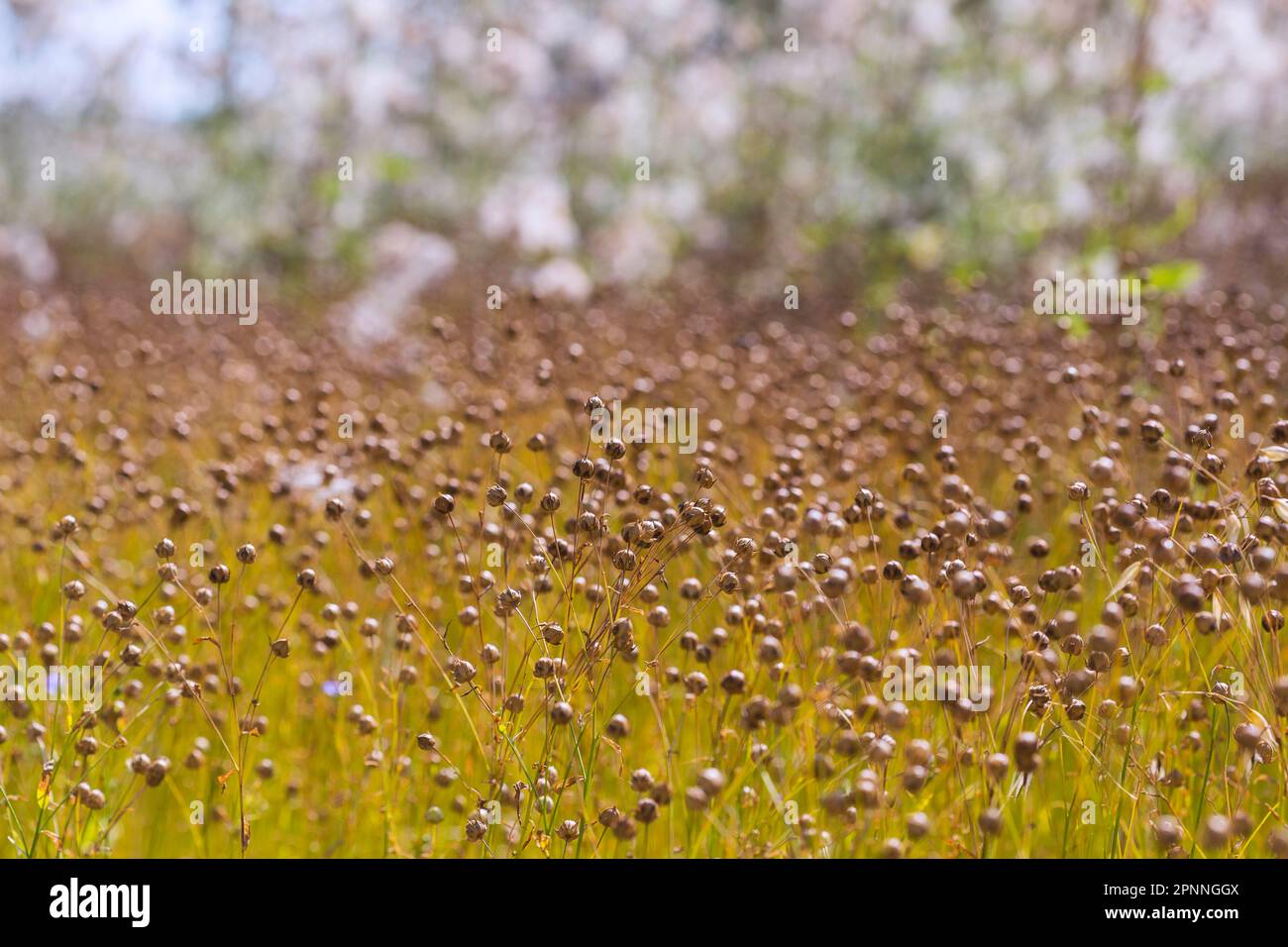 Agriculture field with linseed, also flax, Linaceae, the capsules ...