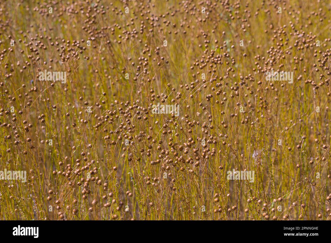 Agriculture field with linseed, also flax, Linaceae, the capsules ...