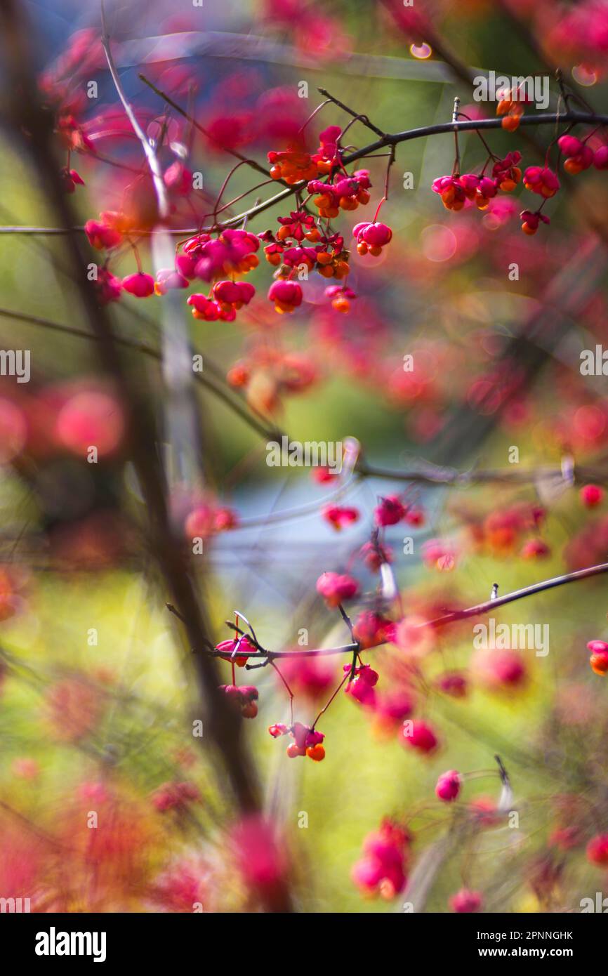 Common spindle bush (Euonymus europaeus), spindle tree, ripe fruits in ...