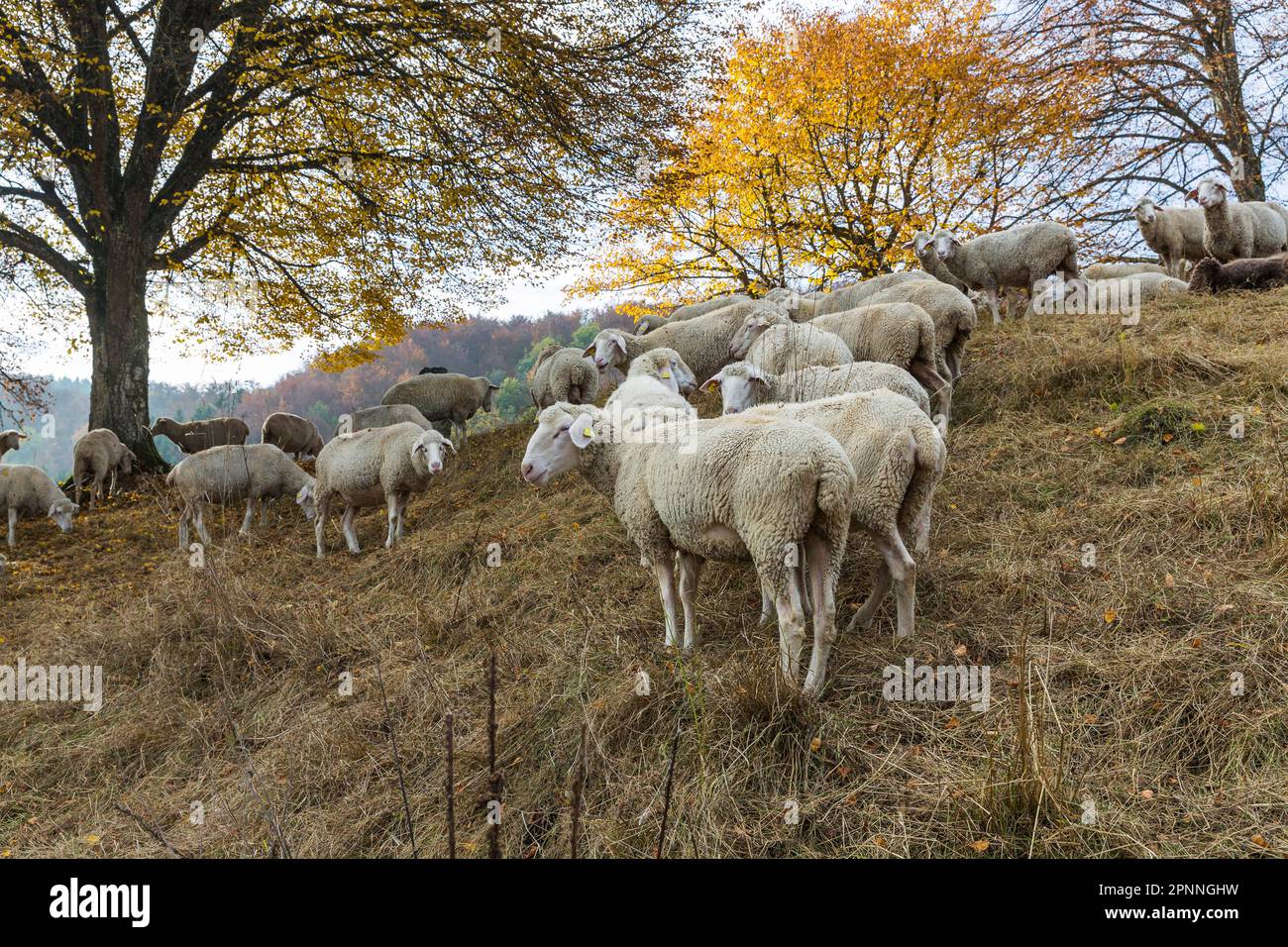 Sheep grazing on rough grassland, landscape in the Swabian Alb, Seeburg ...