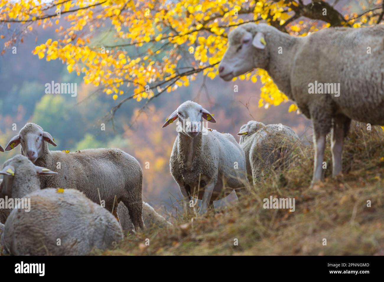 Sheep grazing on rough grassland, landscape in the Swabian Alb, Seeburg ...