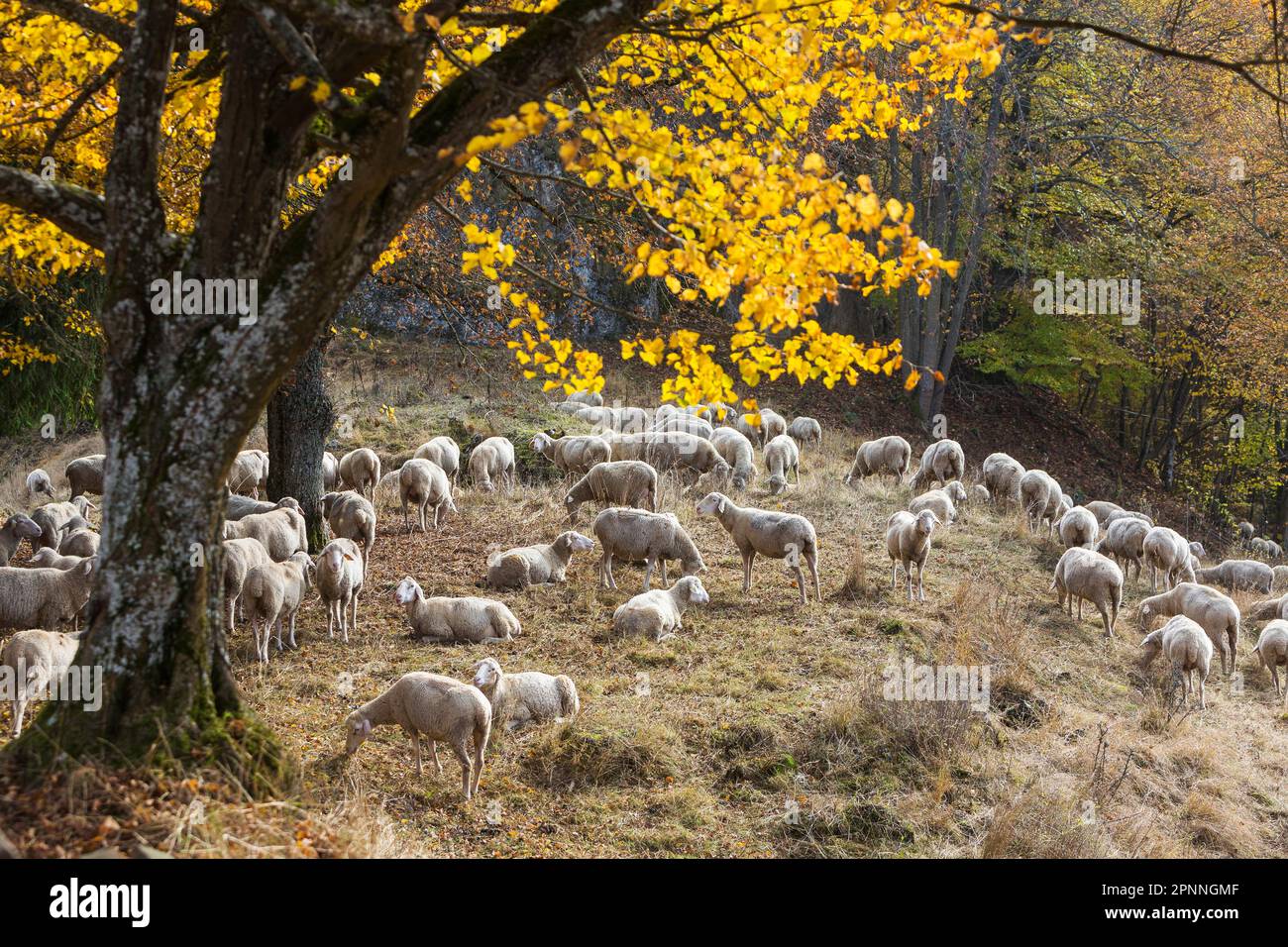 Sheep grazing on rough grassland, landscape in the Swabian Alb, Seeburg ...