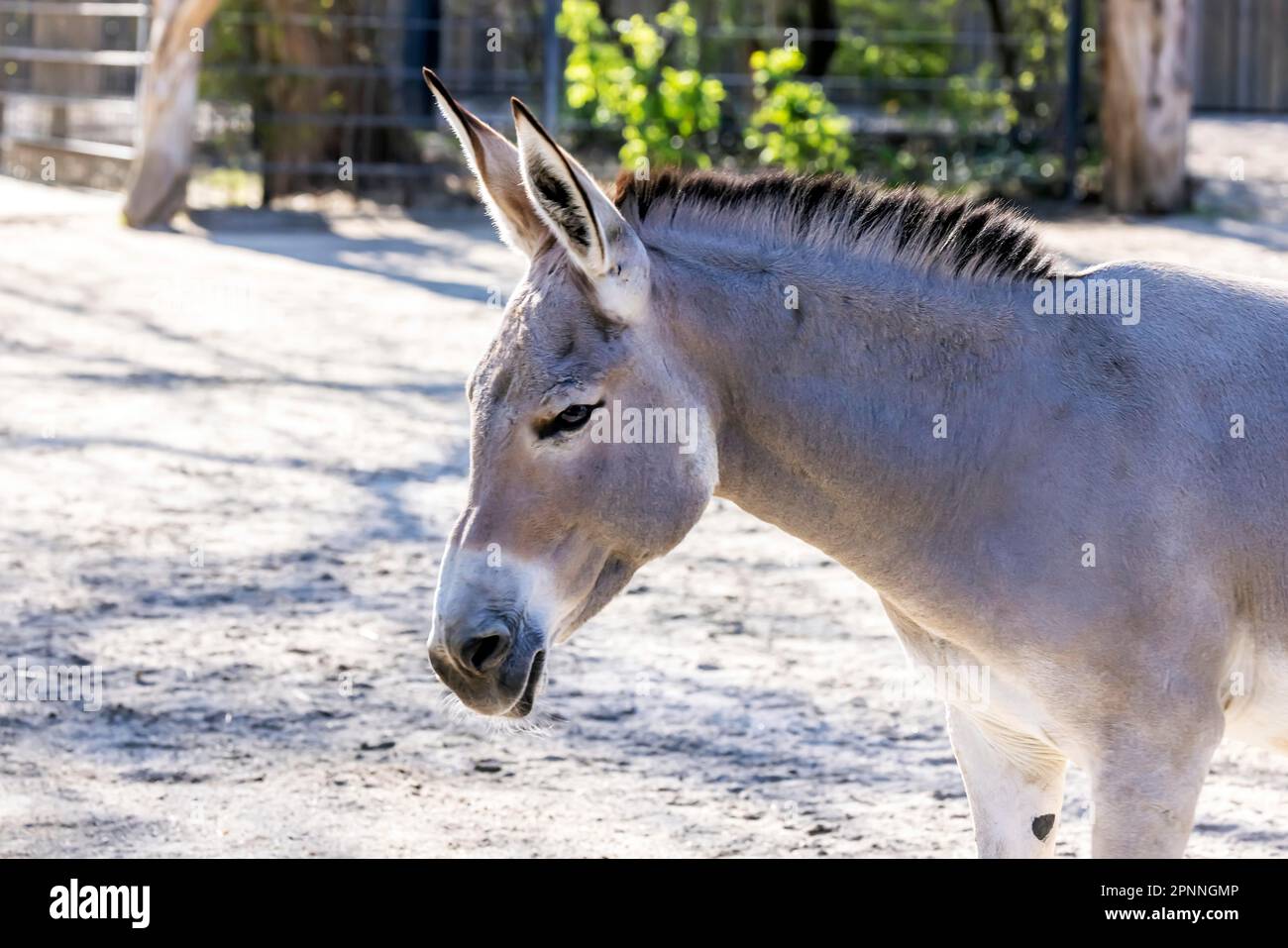 Somali wild ass (Equus africanus somaliensis), captive, African wild ...