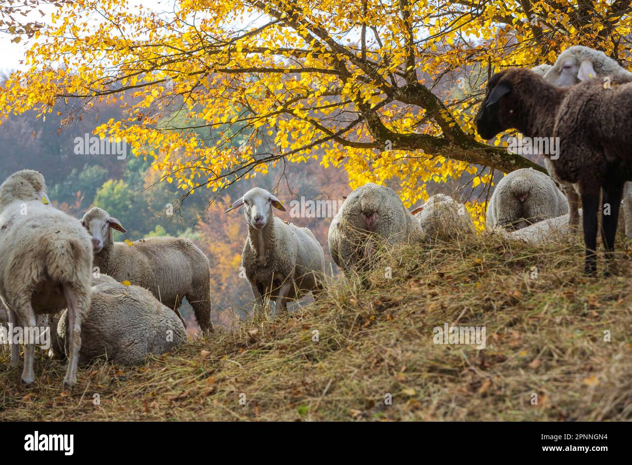 Sheep grazing on rough grassland, landscape in the Swabian Alb, Seeburg ...