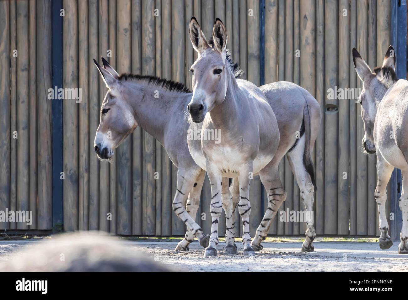 Somali wild ass (Equus africanus somaliensis), captive, African wild ...