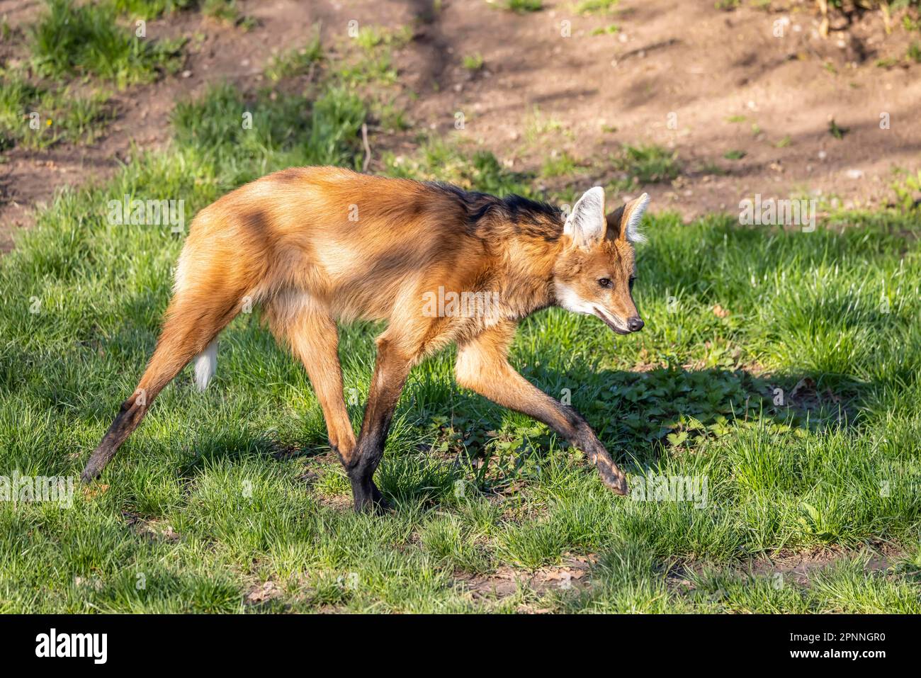 Maned wolf (Chrysocyon brachyurus), captive, Wilhelma Zoological ...