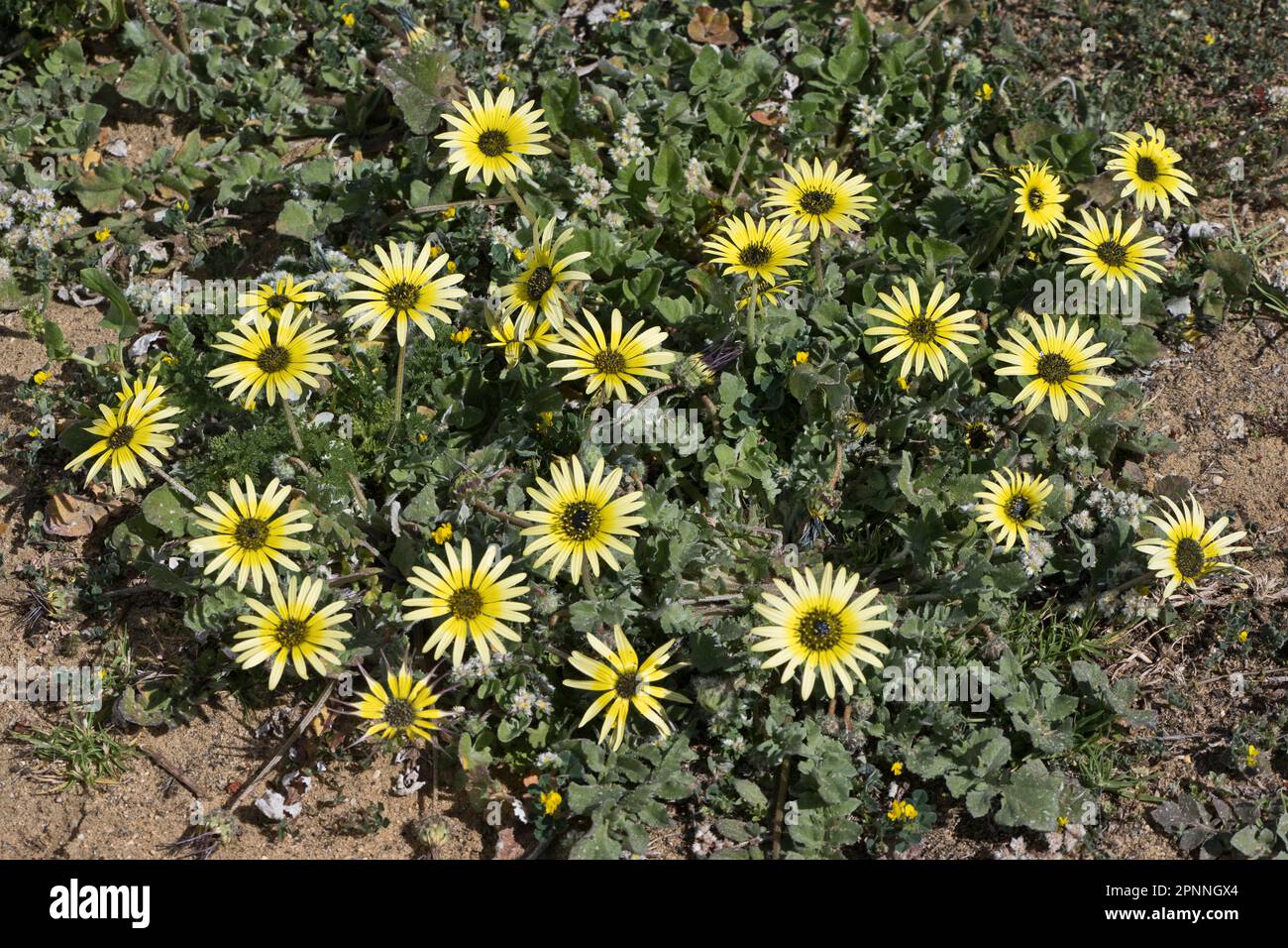 Capeweed (Arctotheca calendula), Coto de Donana, Spain Stock Photo - Alamy