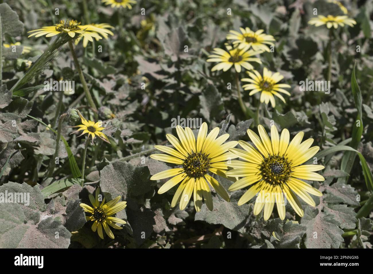 Capeweed hi-res stock photography and images - Alamy