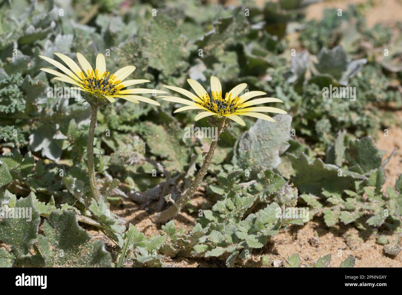 Capeweed (Arctotheca calendula), Coto de Donana, Spain Stock Photo - Alamy
