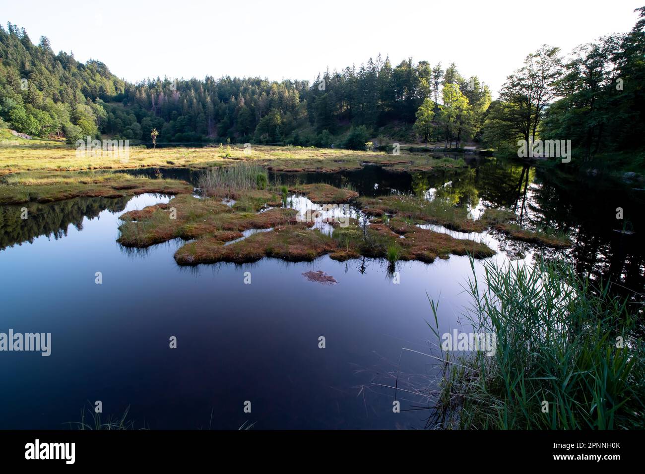 Nonnenmattweiher, peat islands in the bog water, Nonnenmattweiher ...
