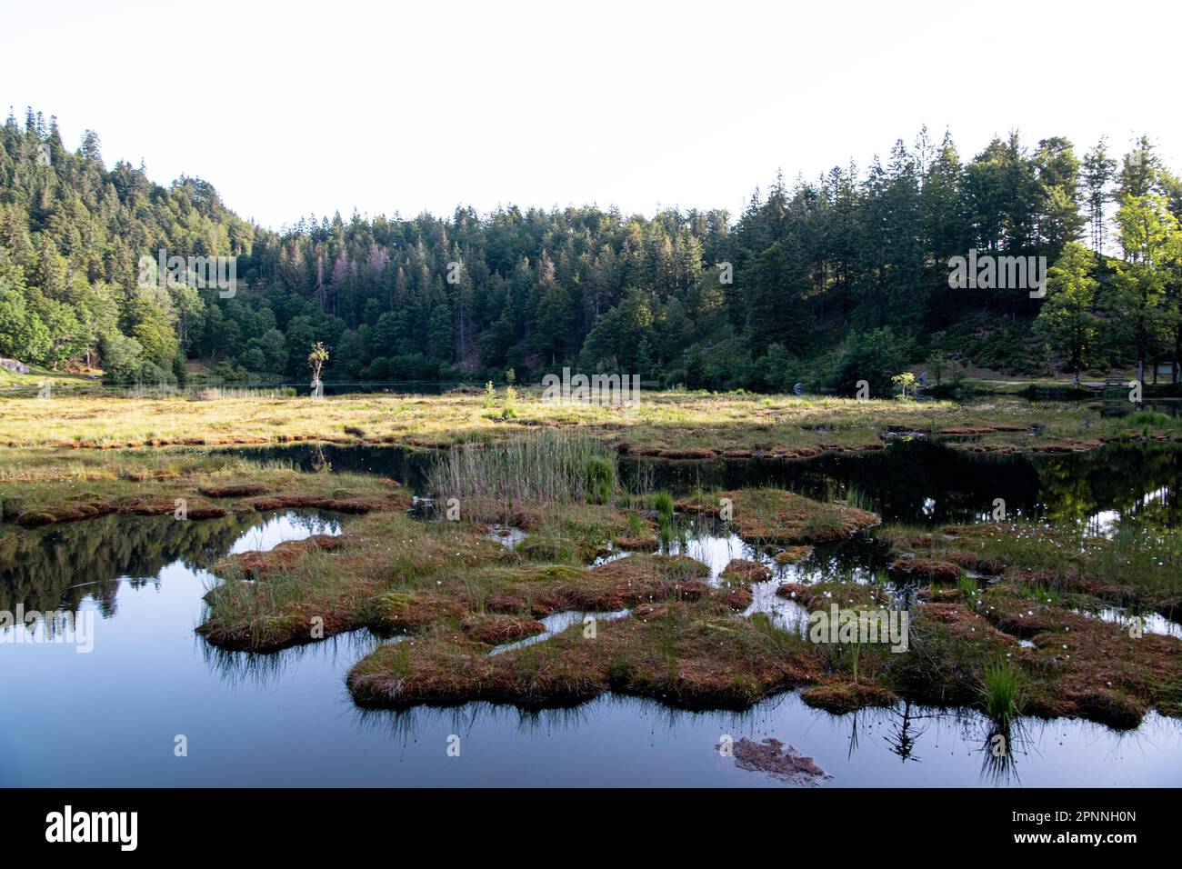 Nonnenmattweiher, peat islands in the bog water, Nonnenmattweiher ...