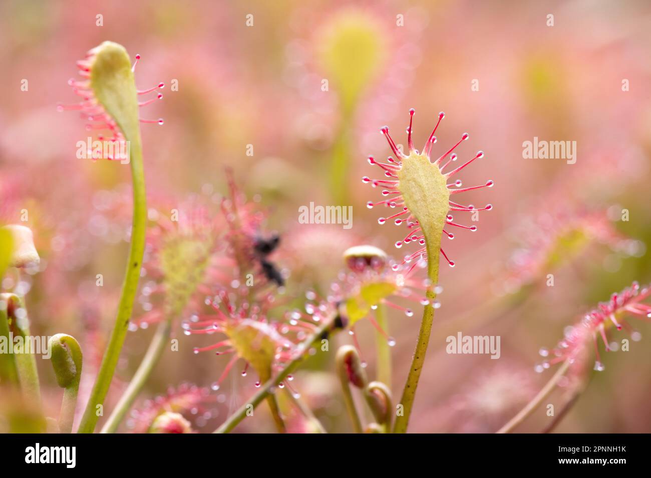 Oblong-leaved sundew (Drosera intermedia), fully spread and ready to ...