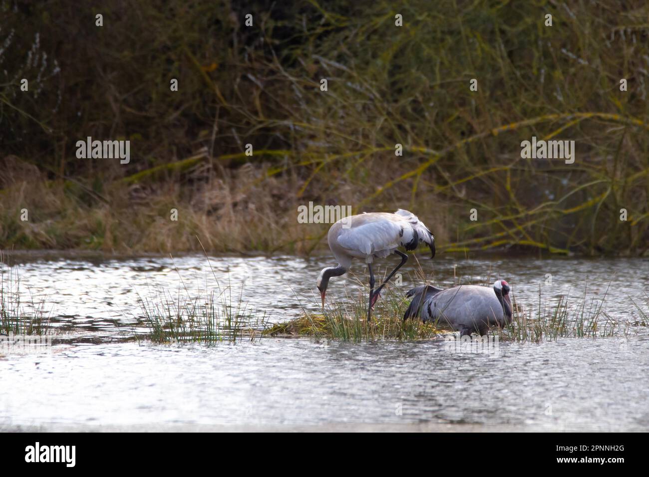 Nesting crane at nest hi-res stock photography and images - Alamy