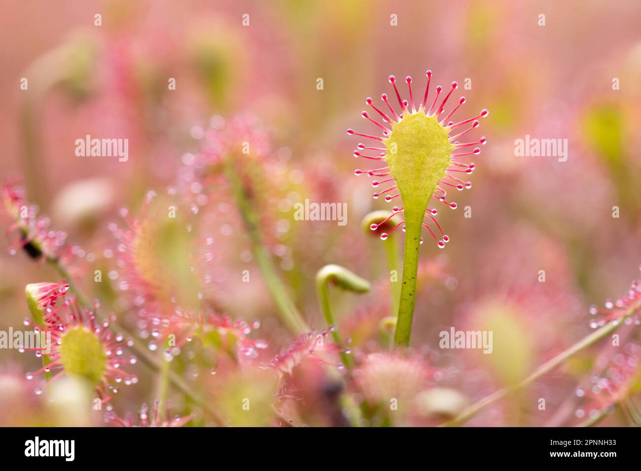 Oblong-leaved sundew (Drosera intermedia), fully spread and ready to ...