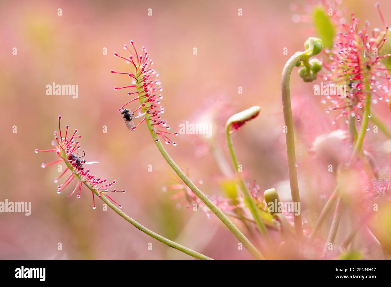 Oblong-leaved sundew (Drosera intermedia), plant from the side with ...