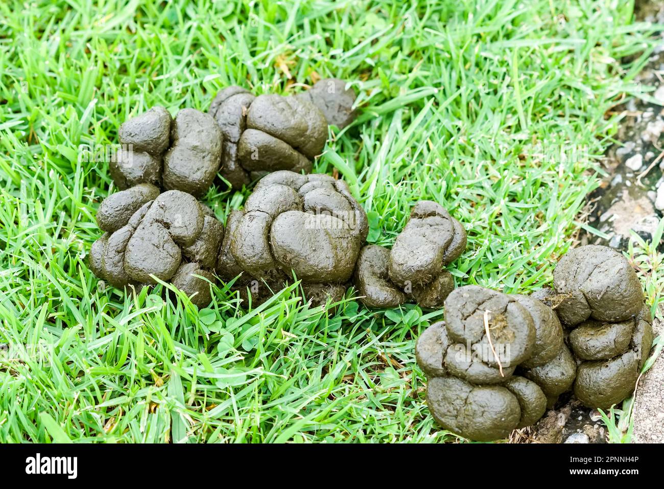 Zebra animal fresh faeces, droppings, poop, poo, excrement closeup on ...