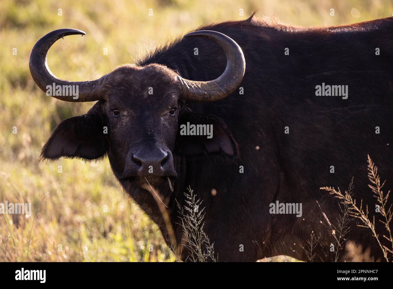 Buffalo, bubalus syncerus, water buffalo (bubalus arnee) in focus ...