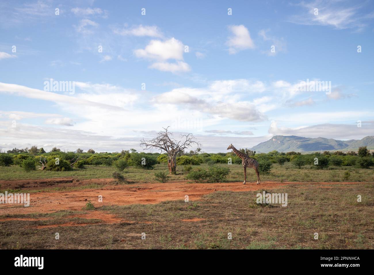 Single giraffe, Masai giraffe (Giraffa tippelskirchi) (Artiodactyla ...