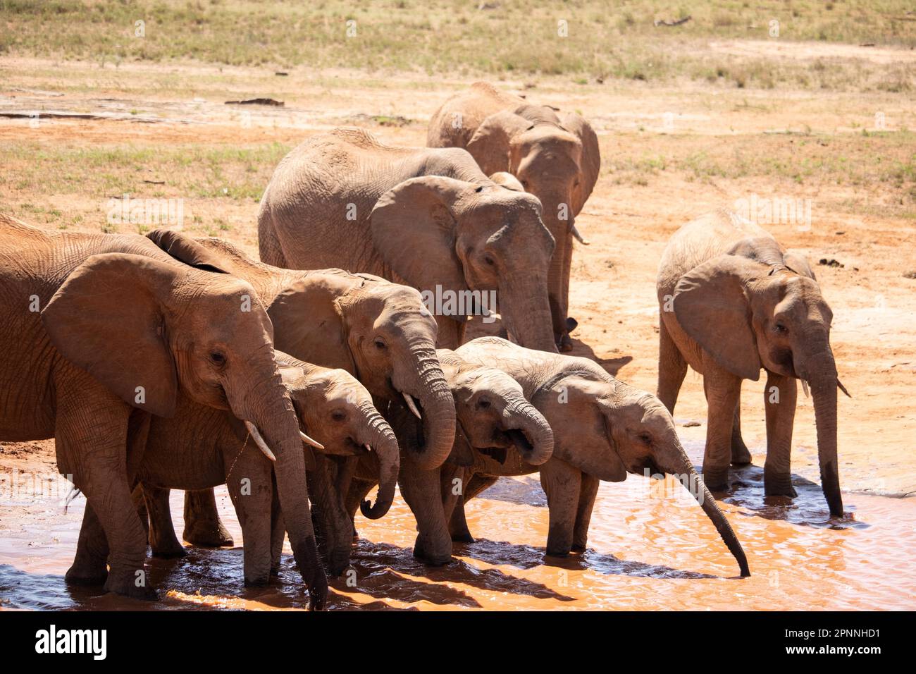 The famous red elephants in the savannah of Tsavo National Park, Kenya ...