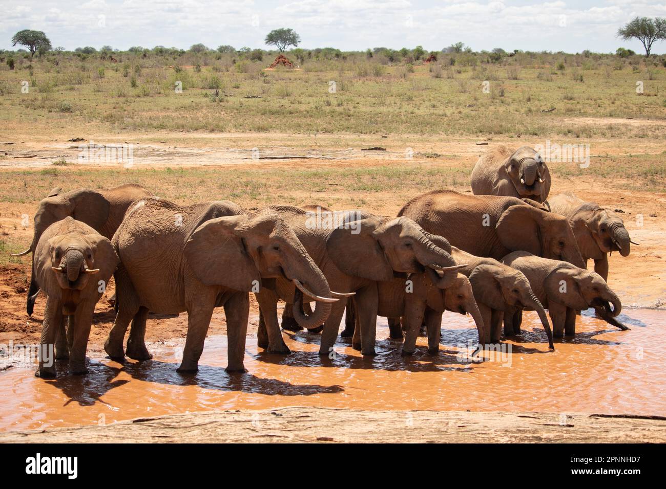 The famous red elephants in the savannah of Tsavo National Park, Kenya ...