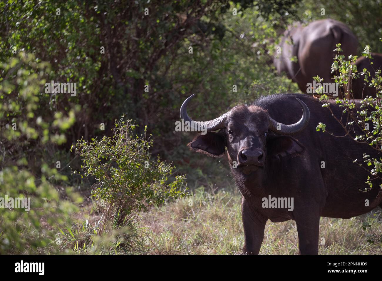 Buffalo, bubalus syncerus, water buffalo (bubalus arnee) in the ...