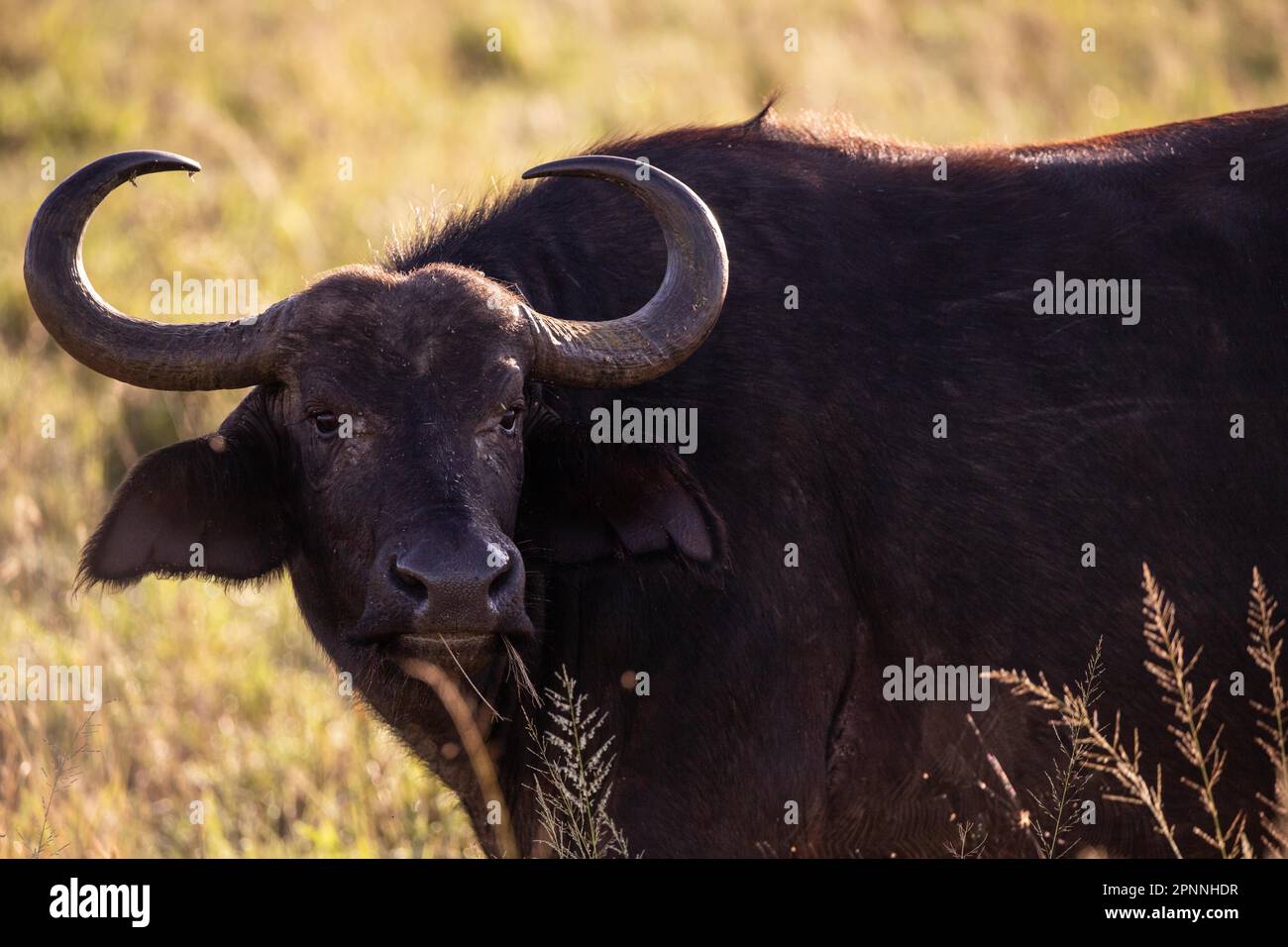 Buffalo, bubalus syncerus, water buffalo (bubalus arnee) in focus ...