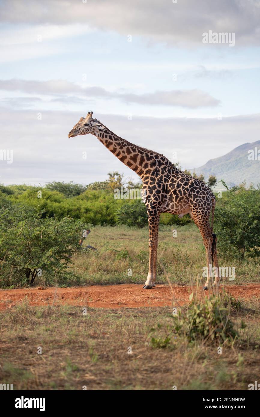 Single giraffe, Masai giraffe (Giraffa tippelskirchi) (Artiodactyla ...