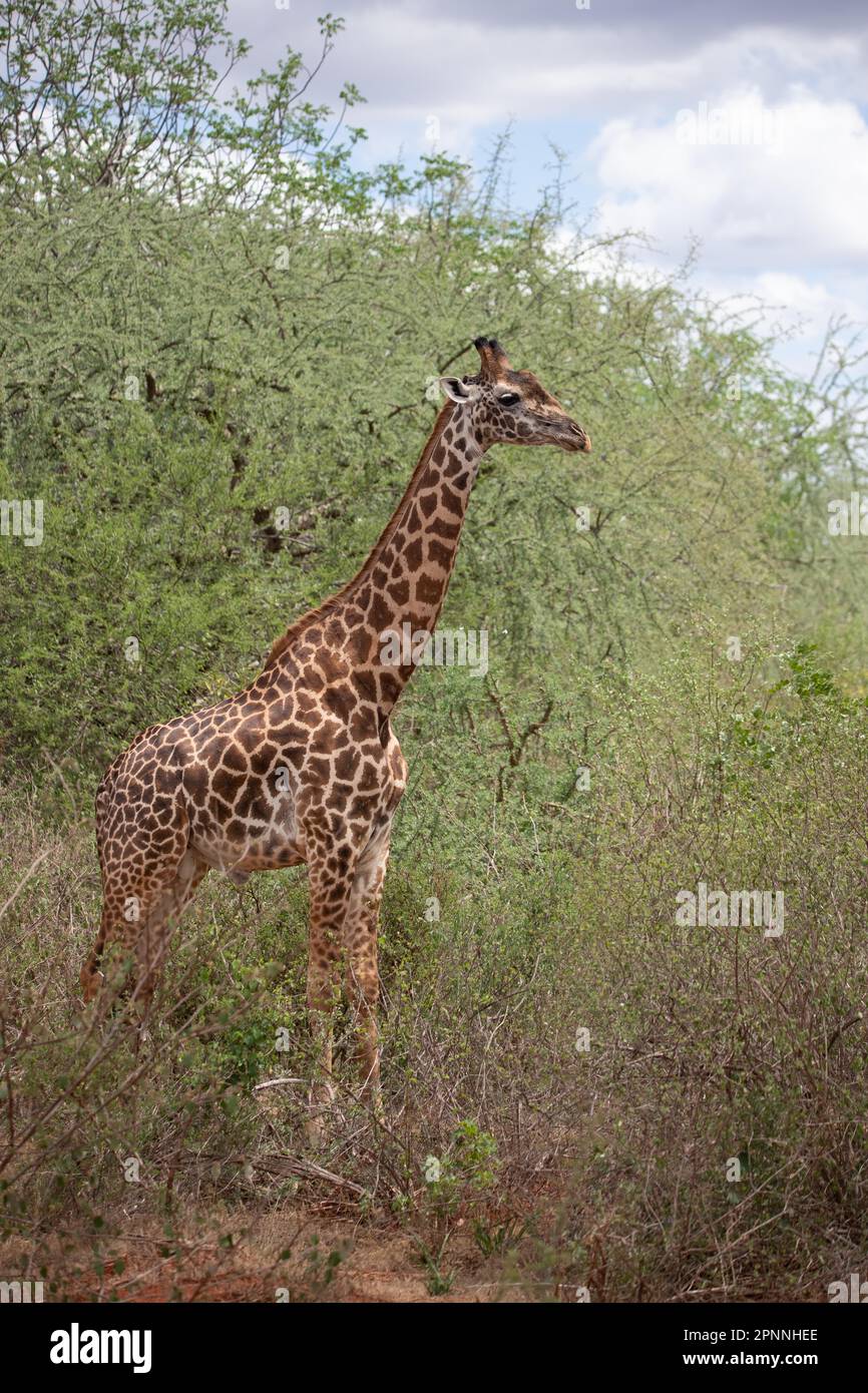 Giraffe, Masai Giraffe (Giraffa tippelskirchi) (Artiodactyla), in the ...