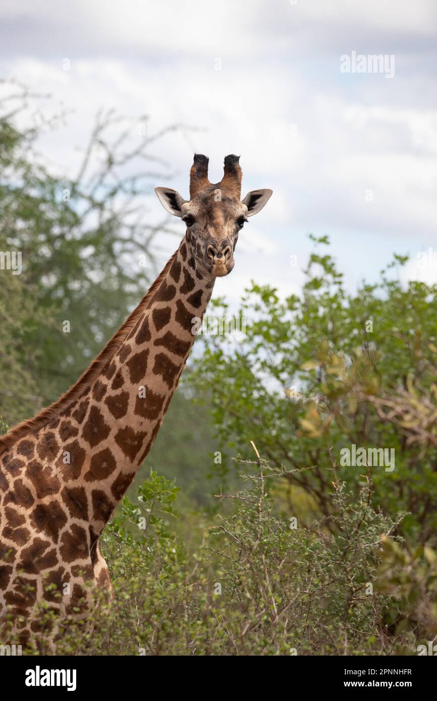 Single giraffe, Masai giraffe (Giraffa tippelskirchi) (Artiodactyla ...