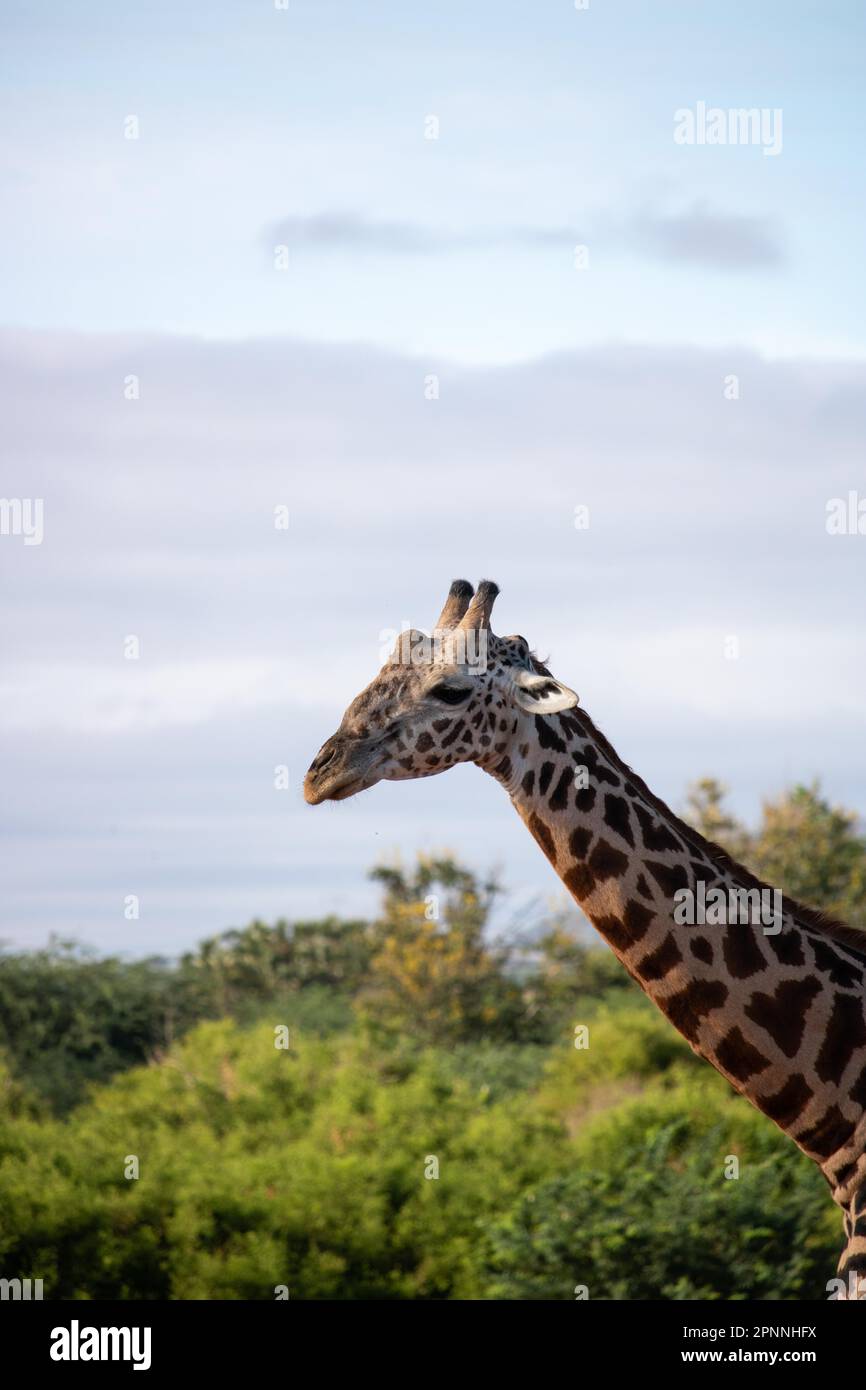 Single giraffe, Masai giraffe (Giraffa tippelskirchi) (Artiodactyla ...