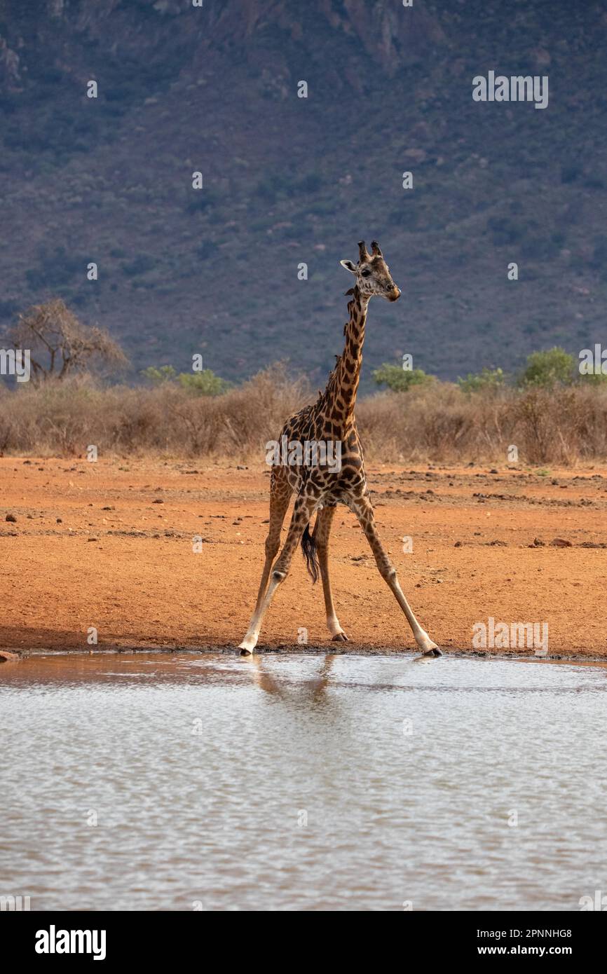 Single giraffe, Masai giraffe (Giraffa tippelskirchi) (Artiodactyla ...