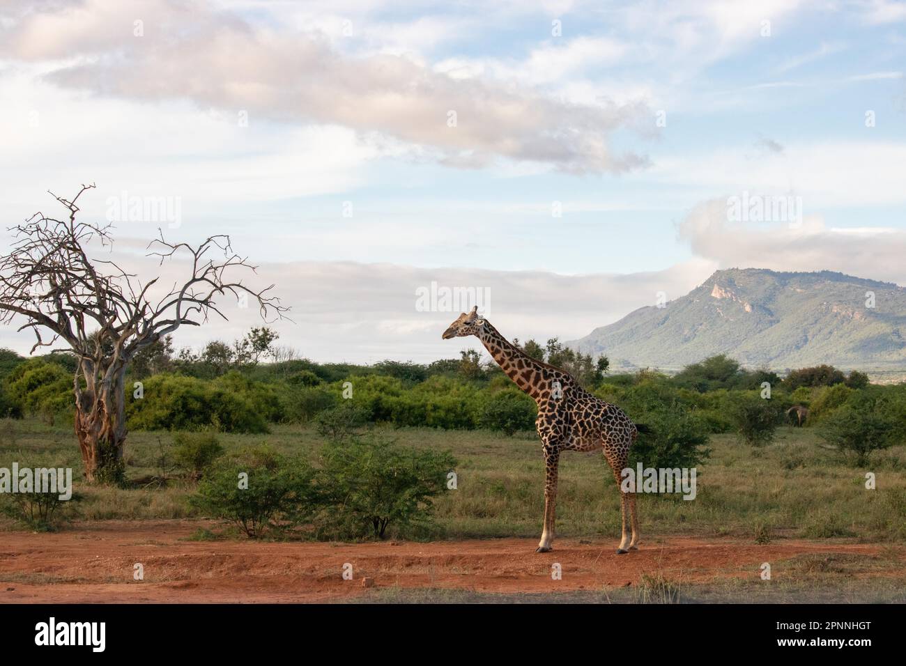 Single giraffe, Masai giraffe (Giraffa tippelskirchi) (Artiodactyla ...