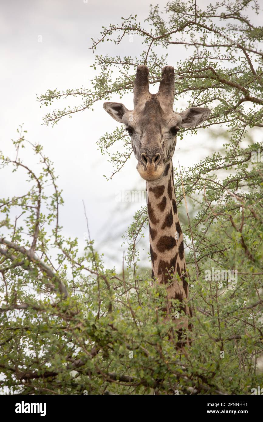 Single giraffe, Masai giraffe (Giraffa tippelskirchi) (Artiodactyla ...