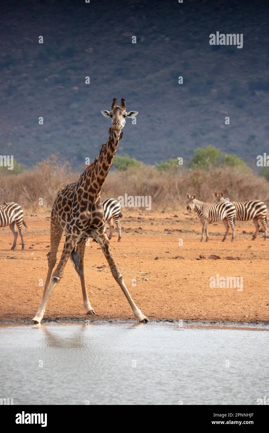 Single giraffe, Masai giraffe (Giraffa tippelskirchi) (Artiodactyla ...