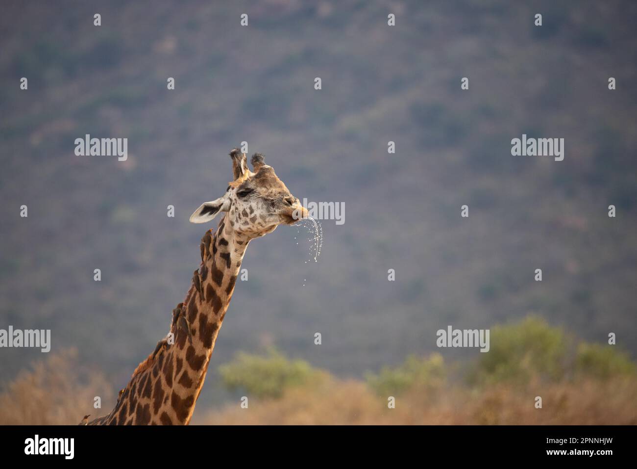 Single giraffe, Masai giraffe (Giraffa tippelskirchi) (Artiodactyla ...