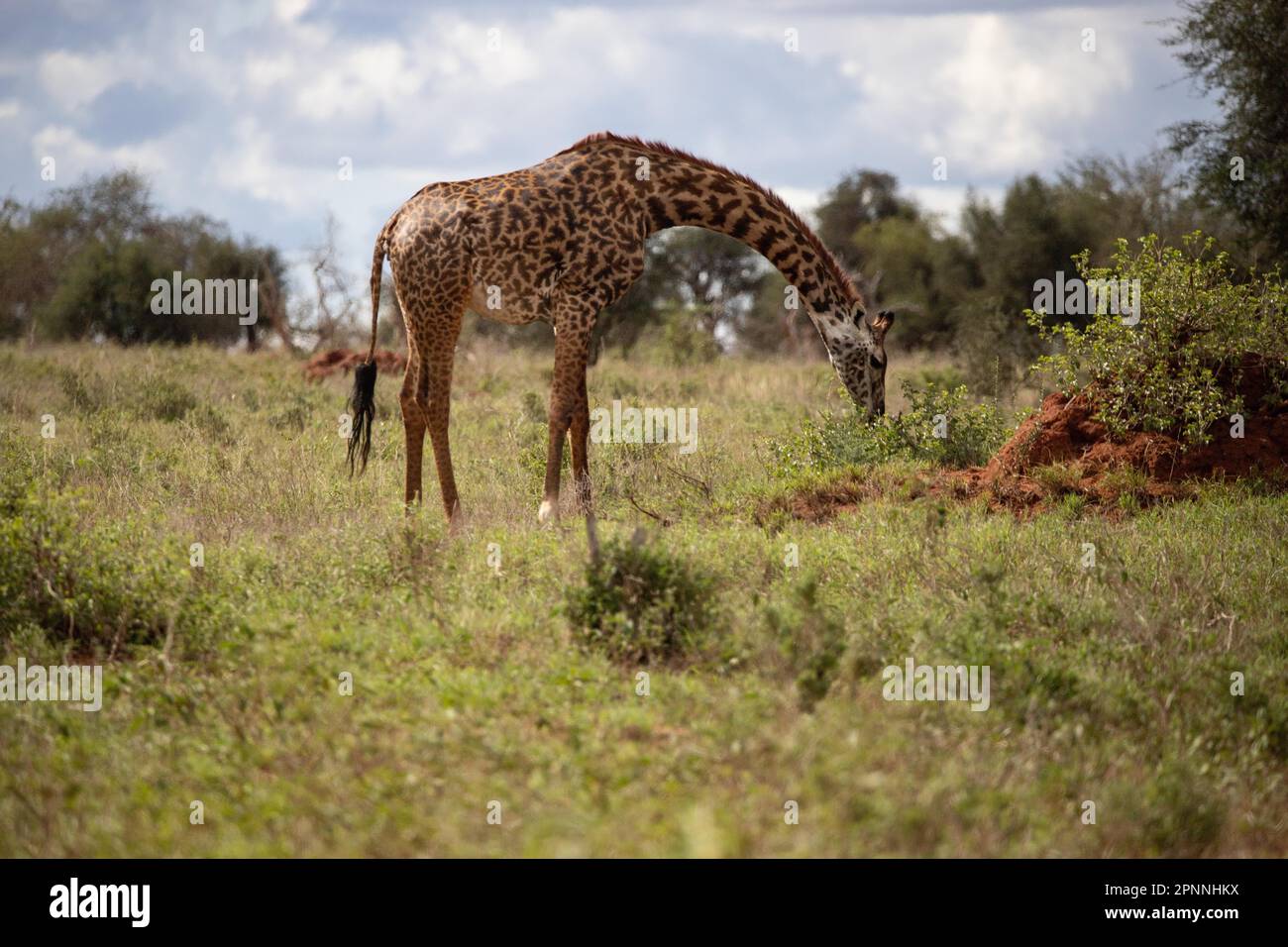 Single giraffe, Masai giraffe (Giraffa tippelskirchi) (Artiodactyla ...