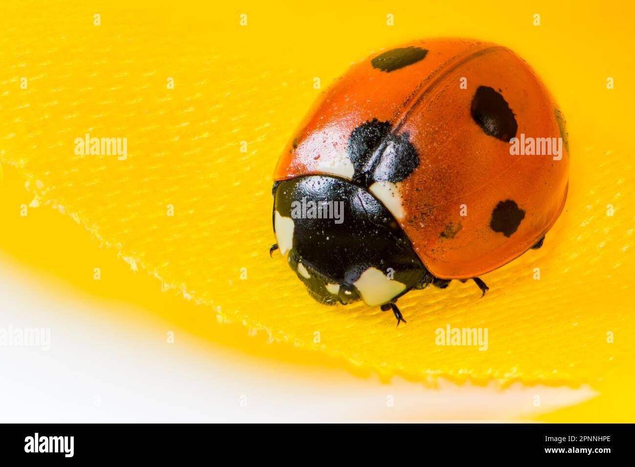 Macro of a ladybug beetle Stock Photo - Alamy