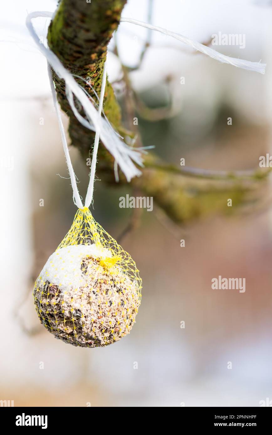 Feeding birds in winter with a fat ball Stock Photo - Alamy