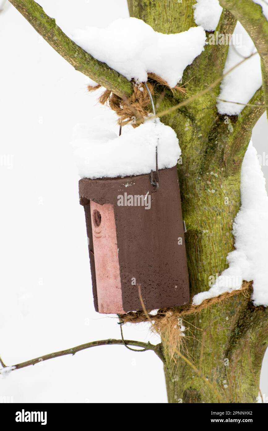 Nesting box bird hi-res stock photography and images - Alamy