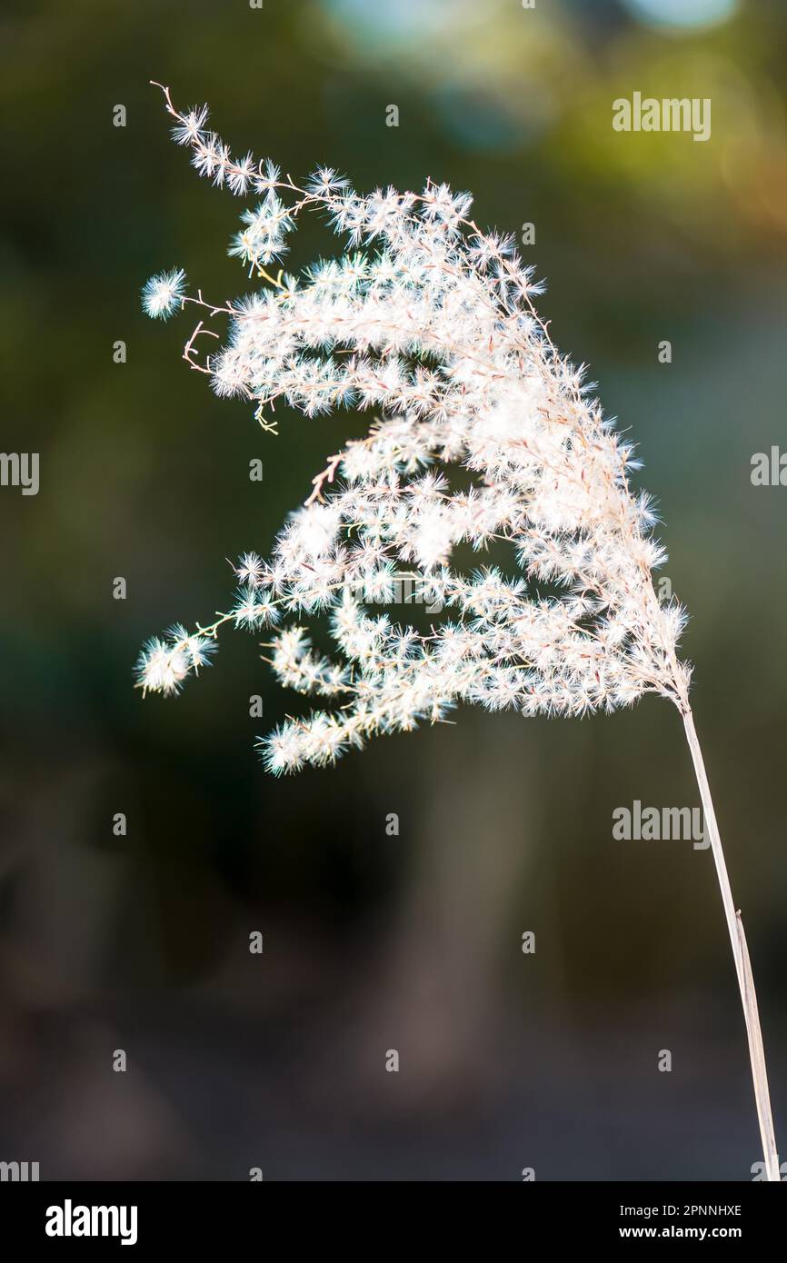Closeup of a dry reed plant with shallow depth of filed Stock Photo - Alamy